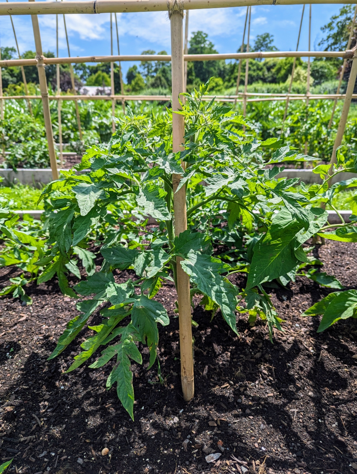 It's Tomato Picking Time! - The Martha Stewart Blog