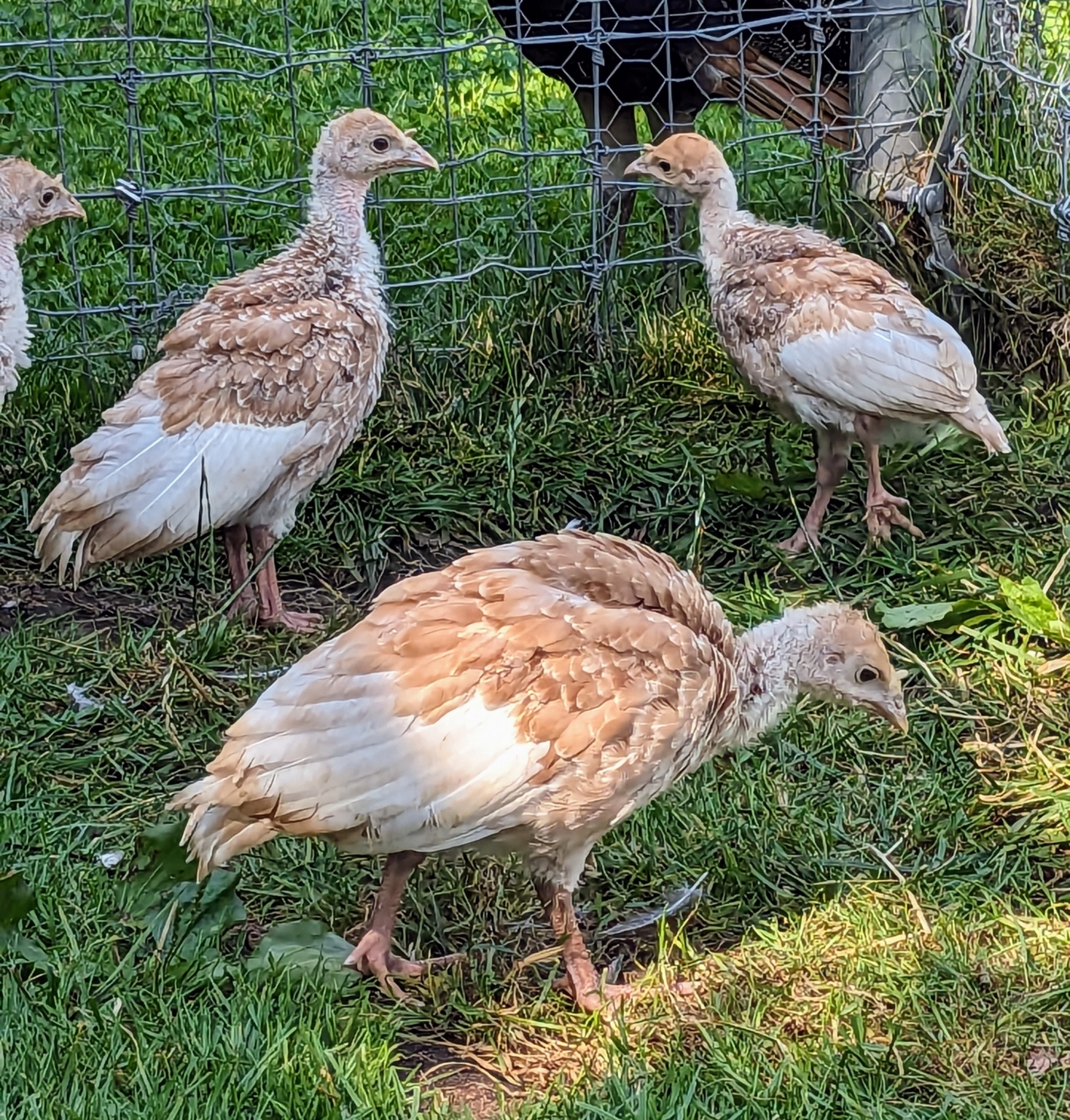 Building a New Coop for My Growing Turkeys, Part I - The Martha Stewart ...