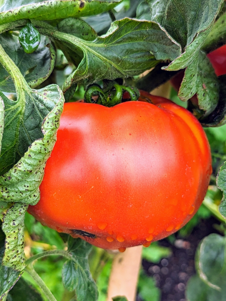 It's Tomato Picking Time! - The Martha Stewart Blog