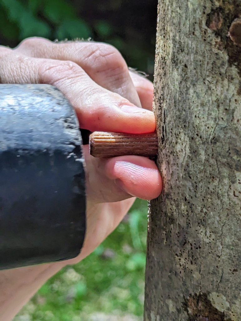Growing Mushrooms - The Martha Stewart Blog