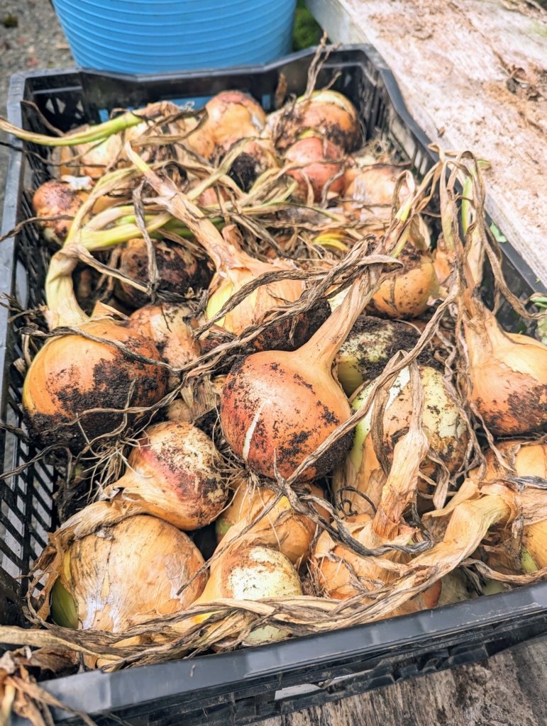 The Onions Are Ready! - The Martha Stewart Blog