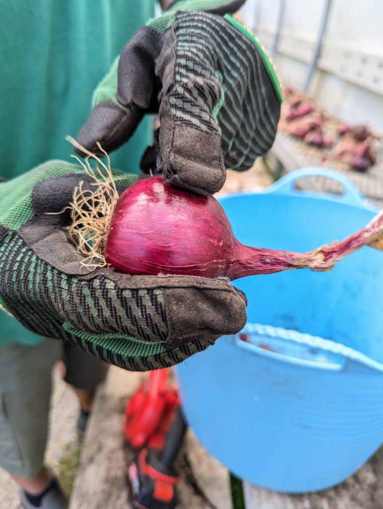 The Onions Are Ready! - The Martha Stewart Blog