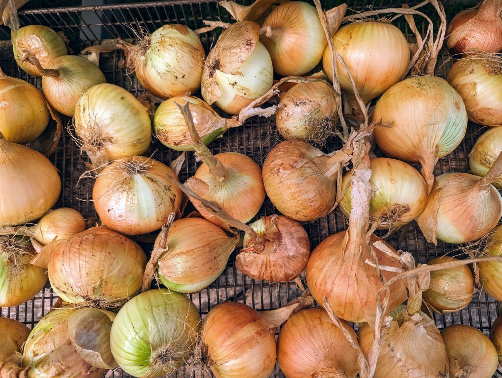 The Onions Are Ready! - The Martha Stewart Blog