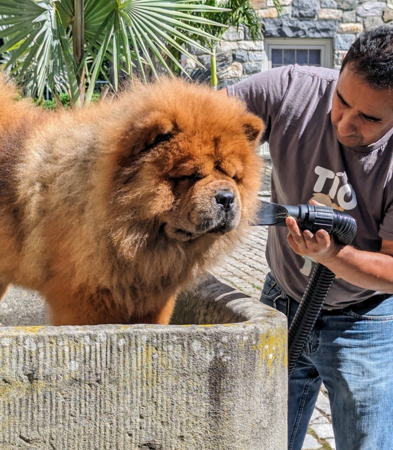 The Martha Stewart Blog : Blog Archive Time to Bathe the Chow Chows ...