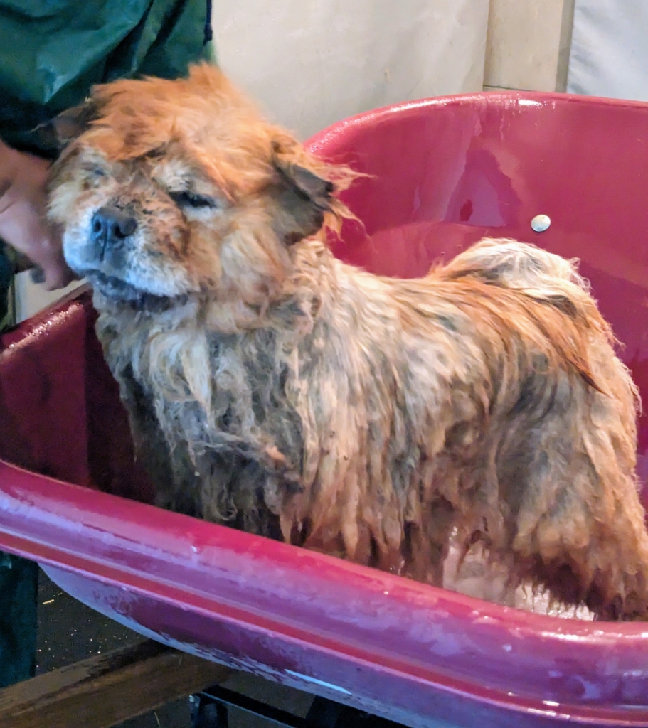 Time to Bathe the Chow Chows! - The Martha Stewart Blog