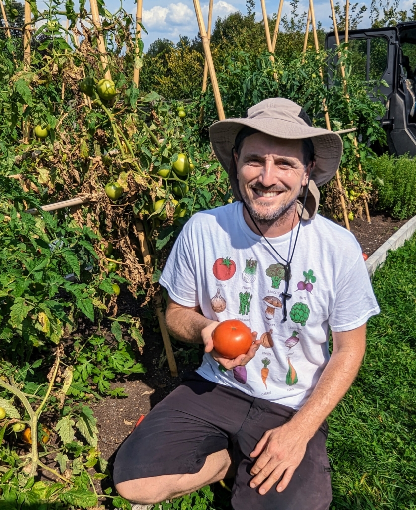 It's Tomato Picking Time! - The Martha Stewart Blog