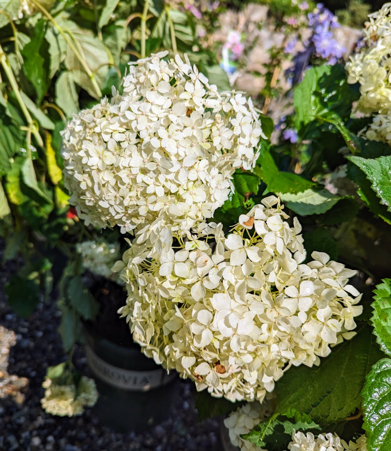 Adding Hydrangeas to My Perennial Border - The Martha Stewart Blog