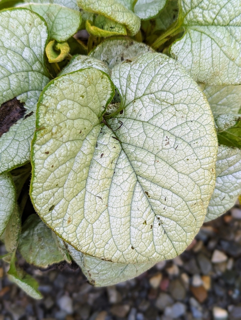 Planting Ajuga and Brunnera from Monrovia - The Martha Stewart Blog