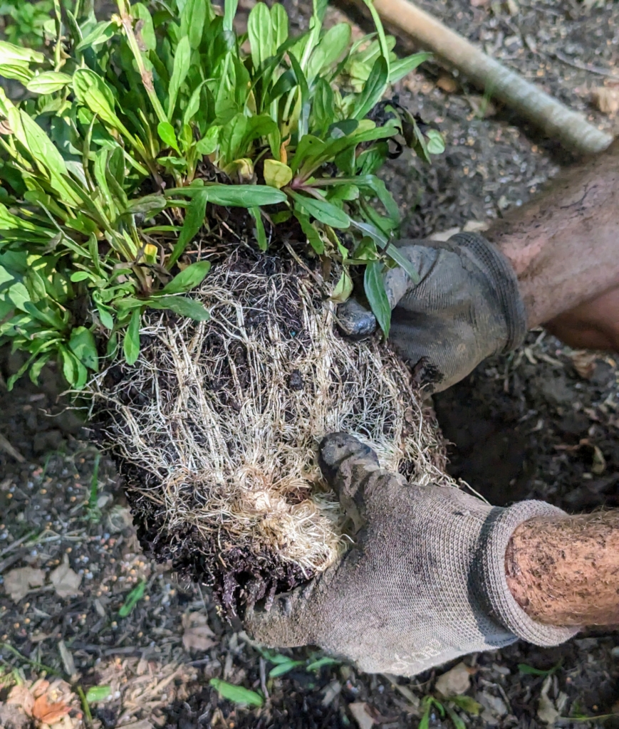 Planting Ajuga and Brunnera from Monrovia - The Martha Stewart Blog