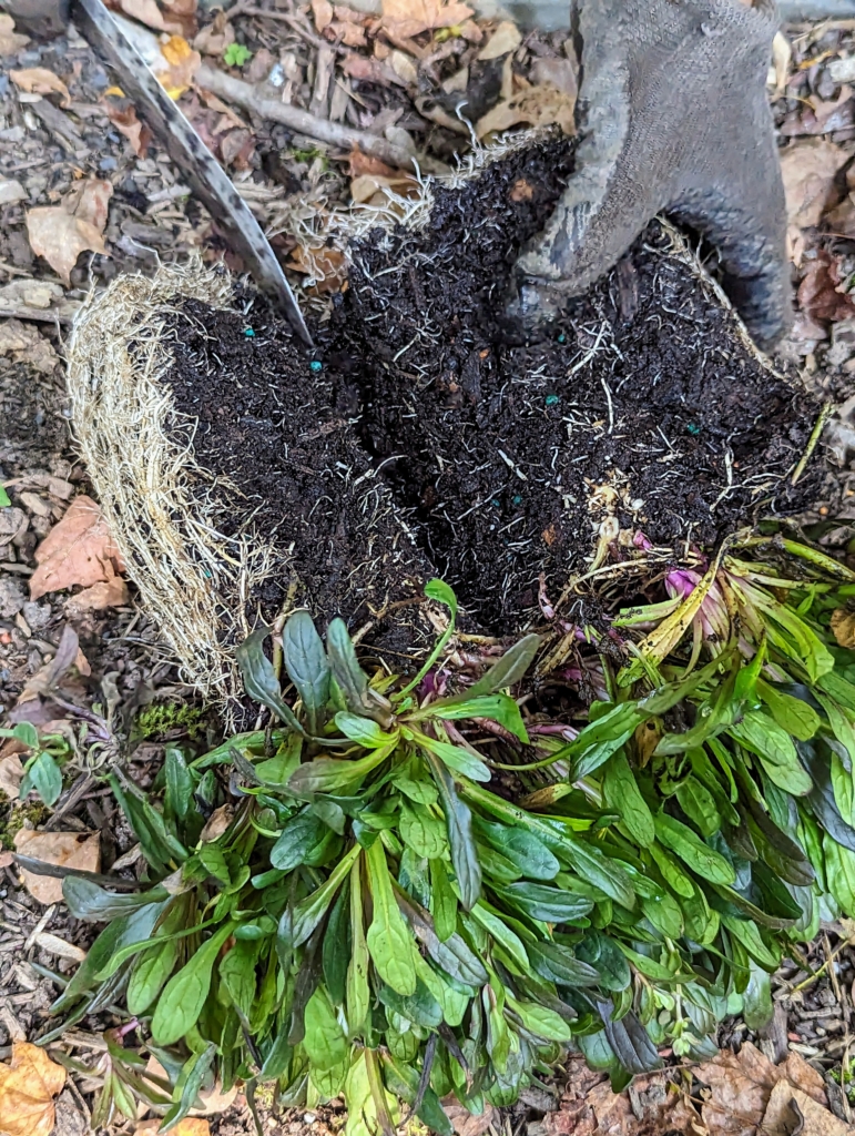Planting Ajuga and Brunnera from Monrovia - The Martha Stewart Blog