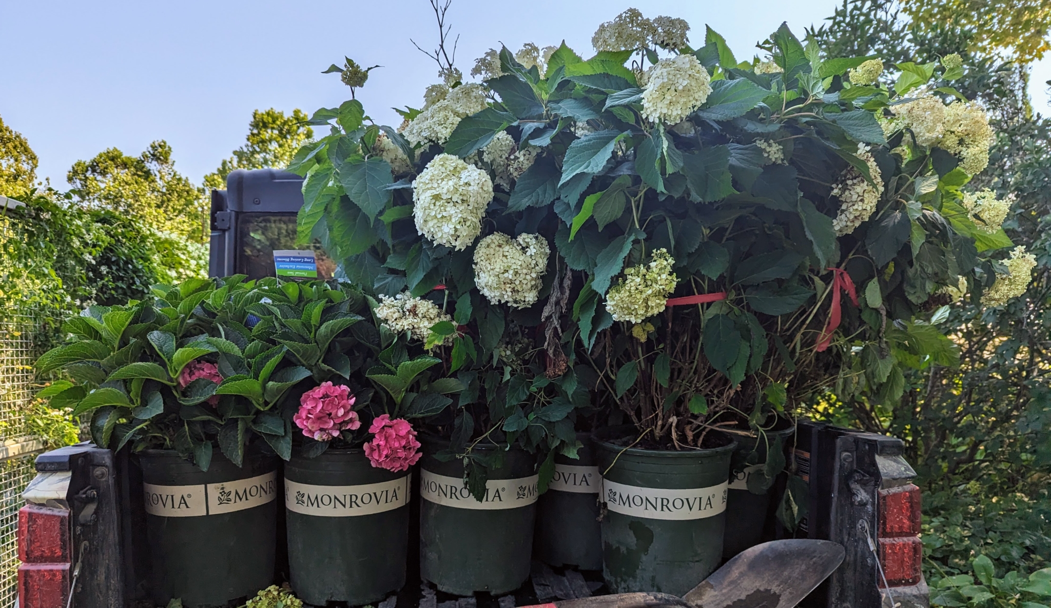 Adding Hydrangeas to My Perennial Border - The Martha Stewart Blog