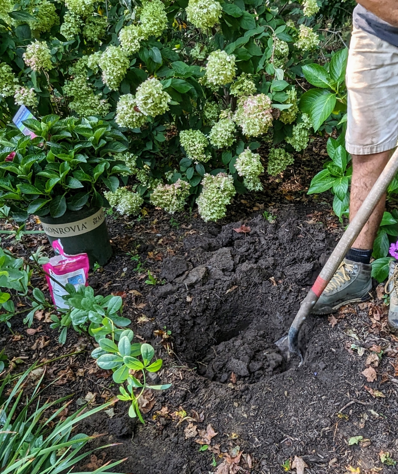Adding Hydrangeas to My Perennial Border - The Martha Stewart Blog