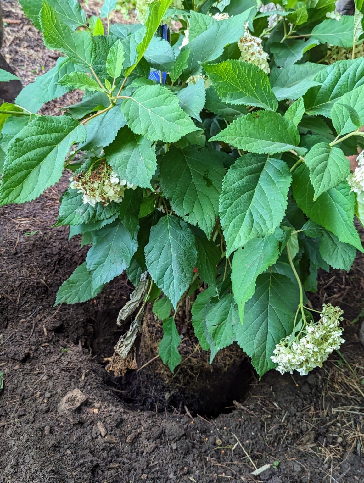 Adding Hydrangeas to My Perennial Border - The Martha Stewart Blog