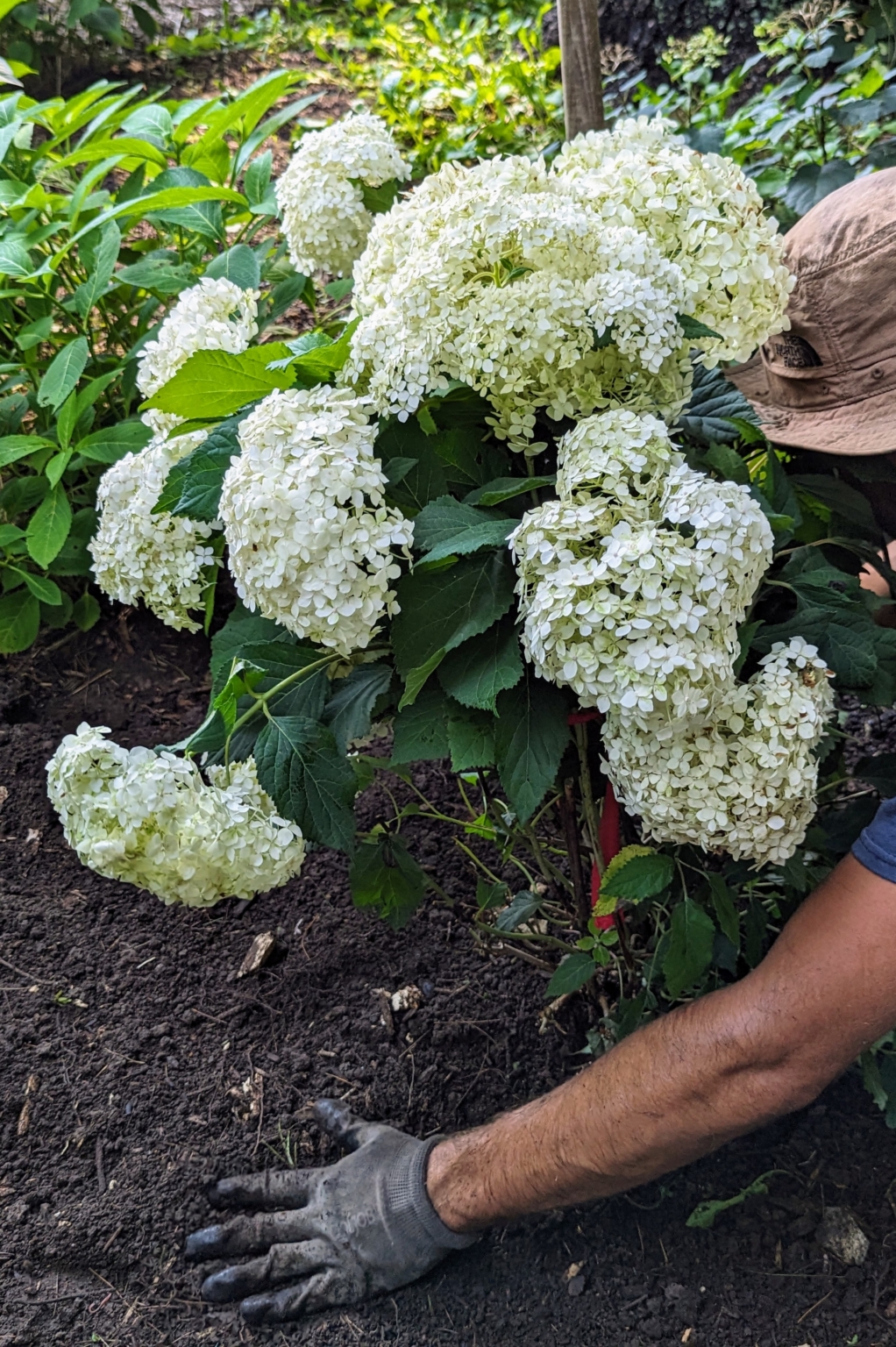 Adding Hydrangeas to My Perennial Border - The Martha Stewart Blog