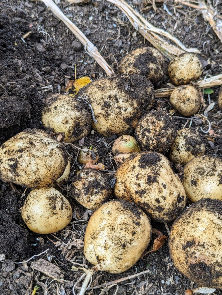 Picking the Year's First Potatoes - The Martha Stewart Blog