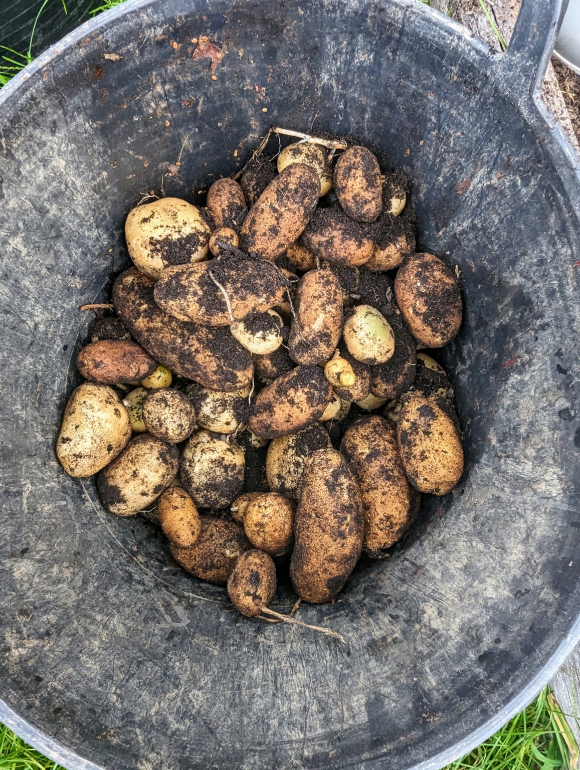 Picking the Year's First Potatoes - The Martha Stewart Blog