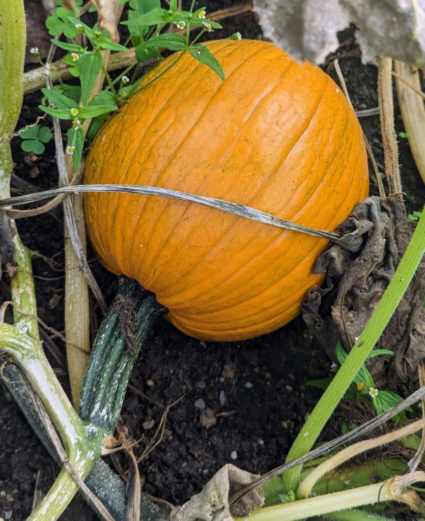 Picking the First Pumpkins of the Season - The Martha Stewart Blog