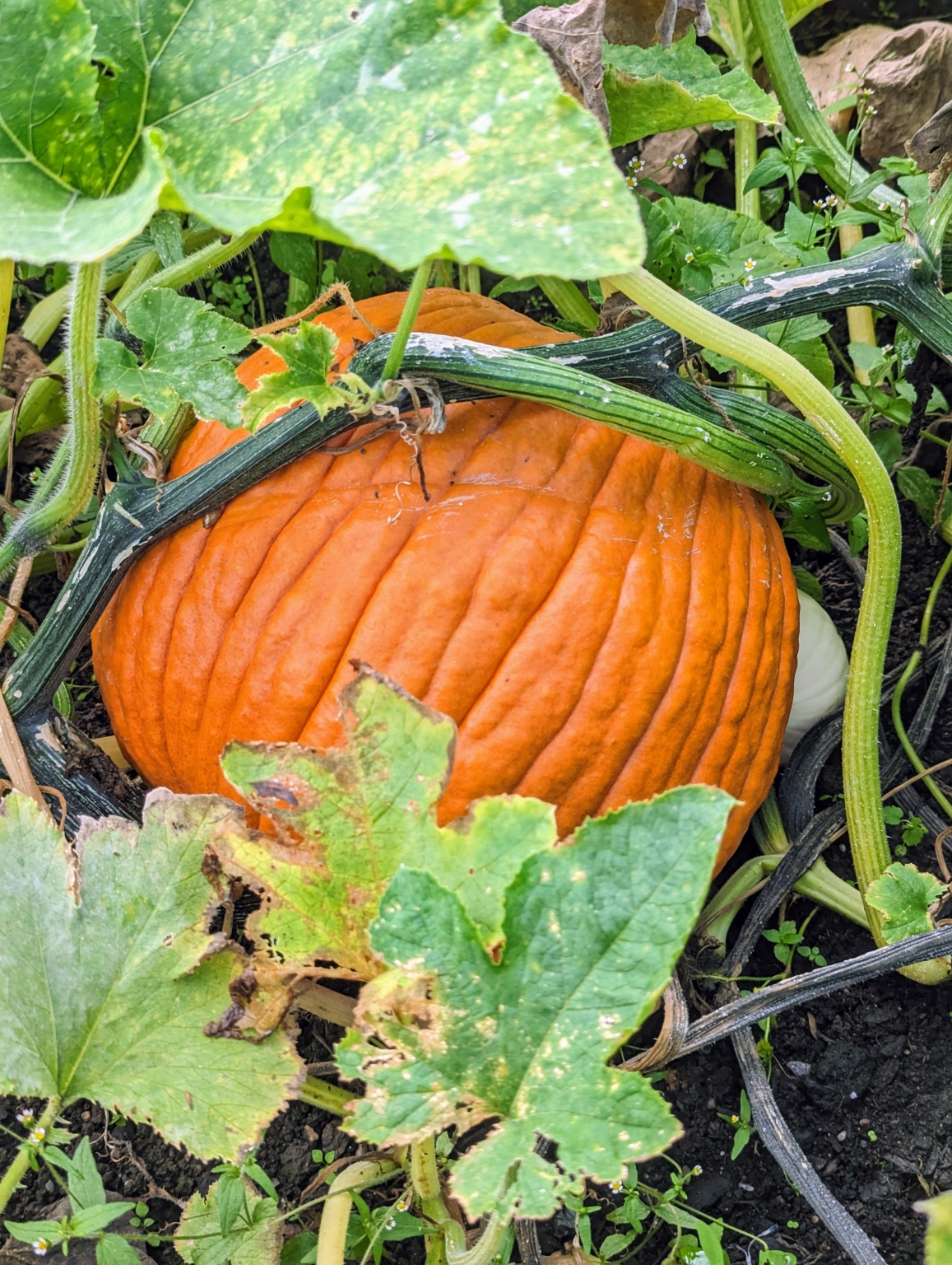 The Martha Stewart Blog : Blog Archive Picking the First Pumpkins of ...