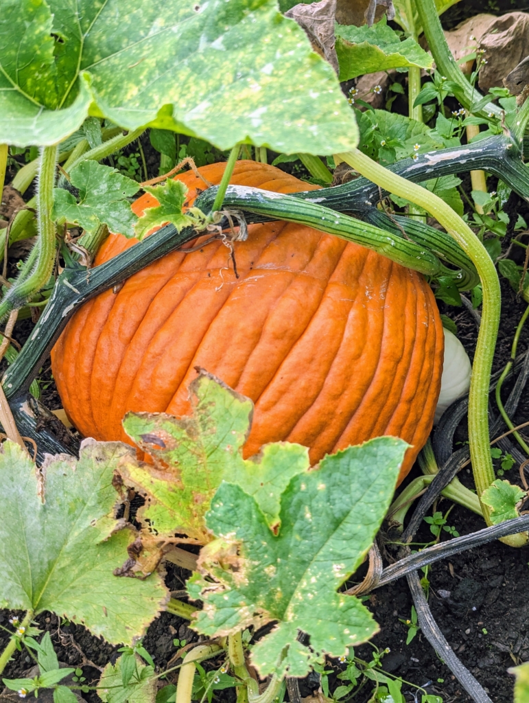 Picking the First Pumpkins of the Season - The Martha Stewart Blog