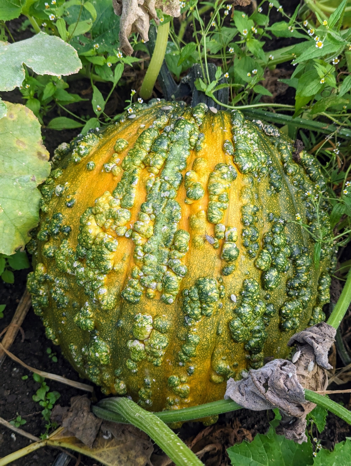 Picking the First Pumpkins of the Season - The Martha Stewart Blog