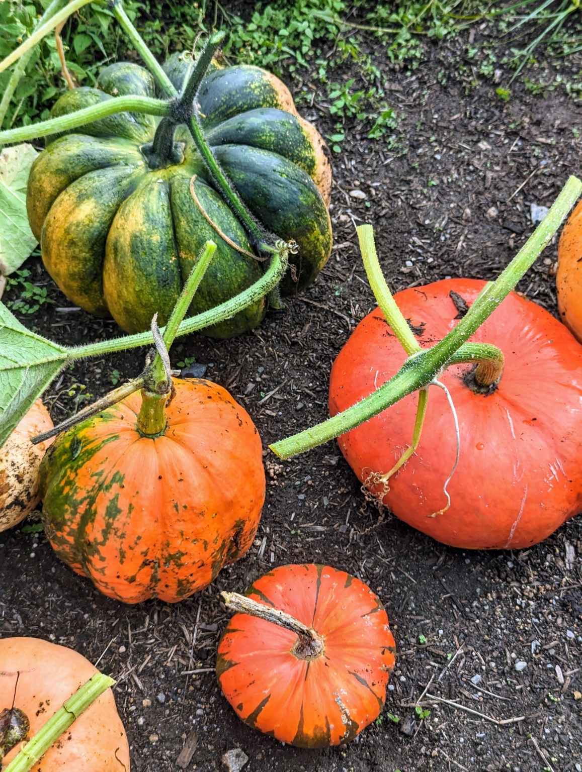 The Martha Stewart Blog : Blog Archive Picking the First Pumpkins of ...