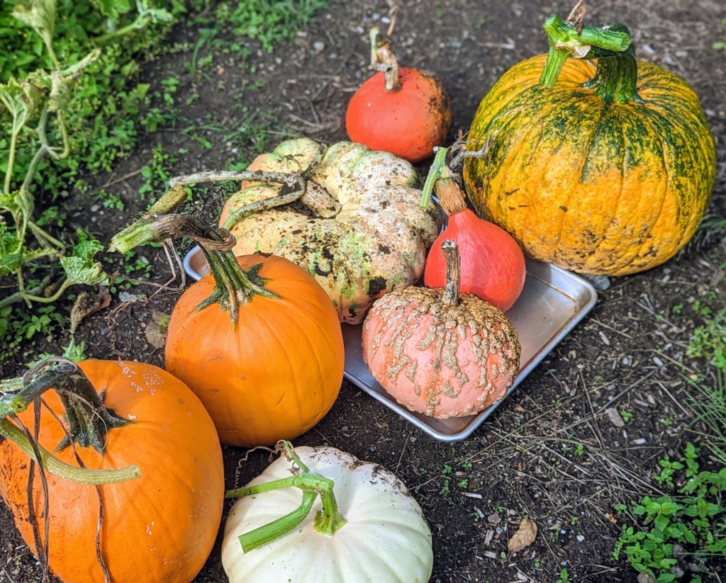 The Martha Stewart Blog : Blog Archive Picking the First Pumpkins of ...