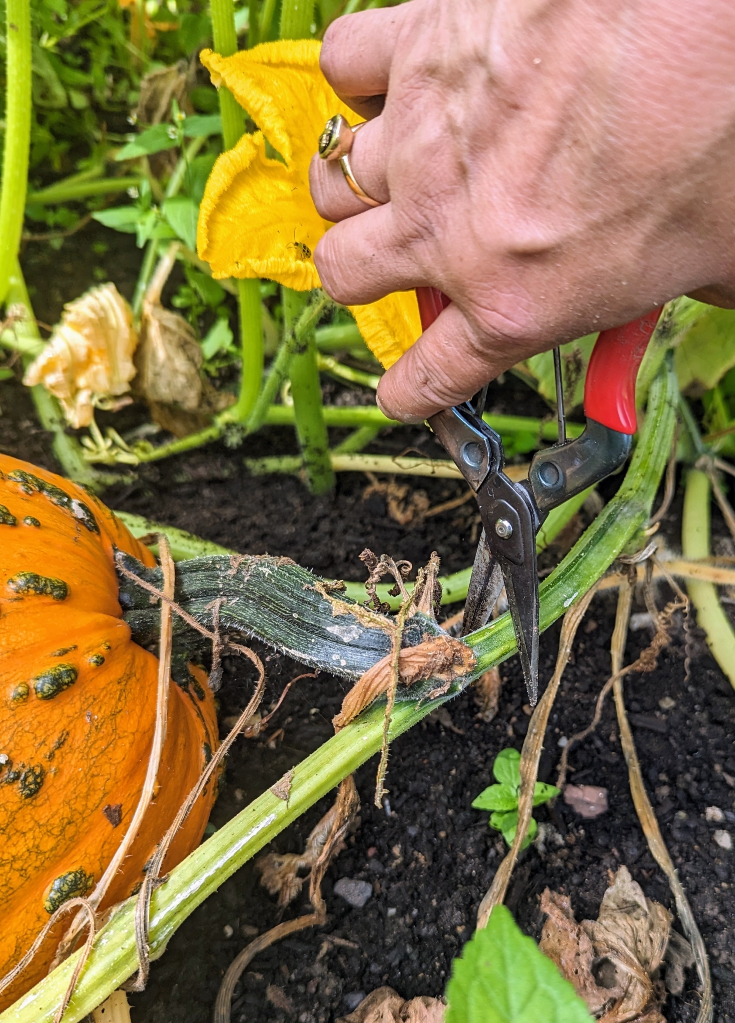 Picking the First Pumpkins of the Season - The Martha Stewart Blog