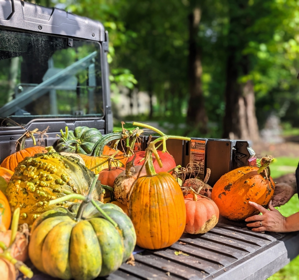 The Martha Stewart Blog : Blog Archive Picking the First Pumpkins of ...