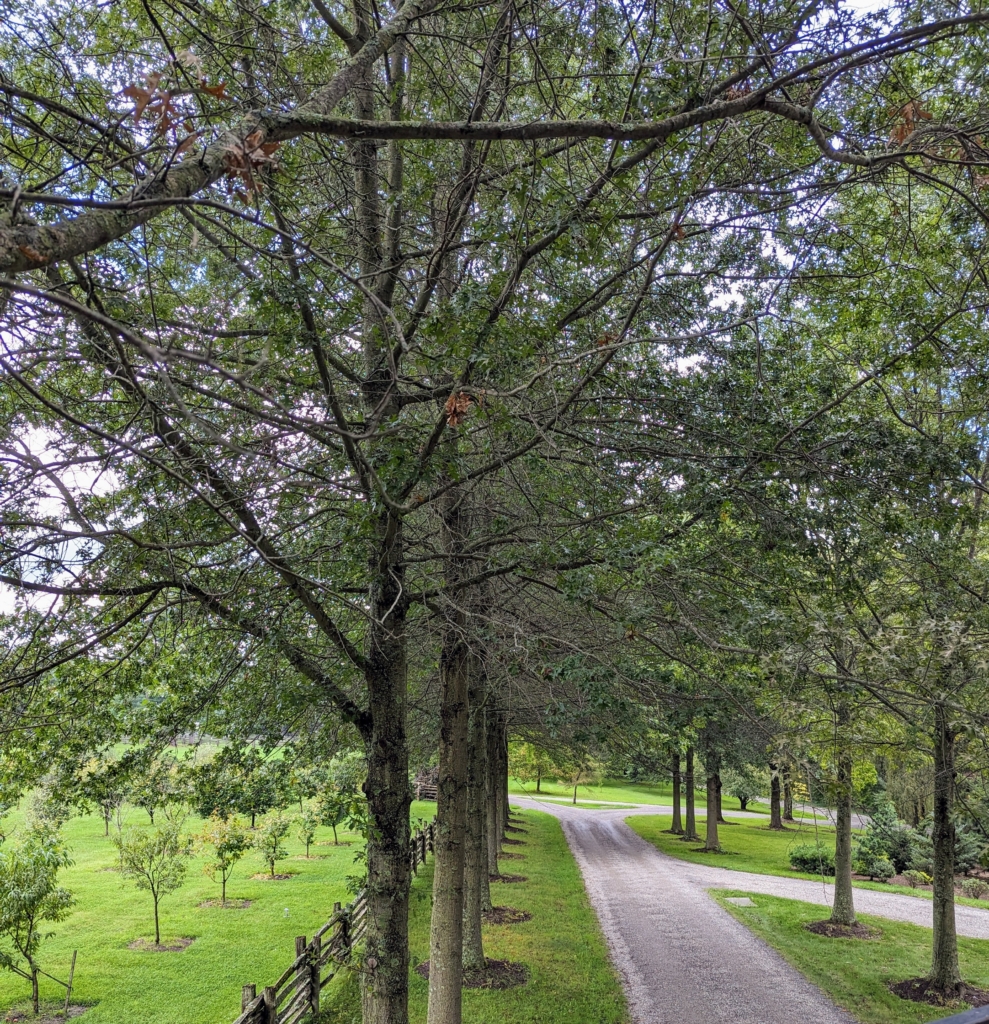 Caring for My Allée of Pin Oaks - The Martha Stewart Blog