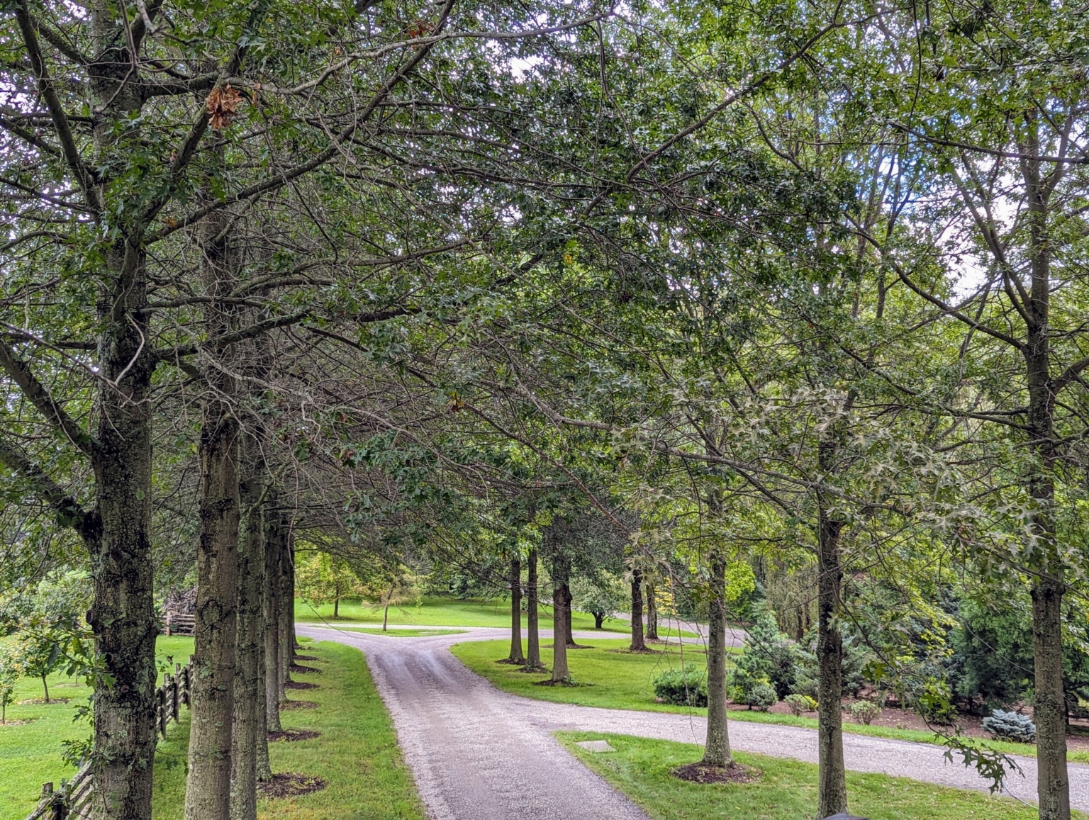 Caring for My Allée of Pin Oaks - The Martha Stewart Blog