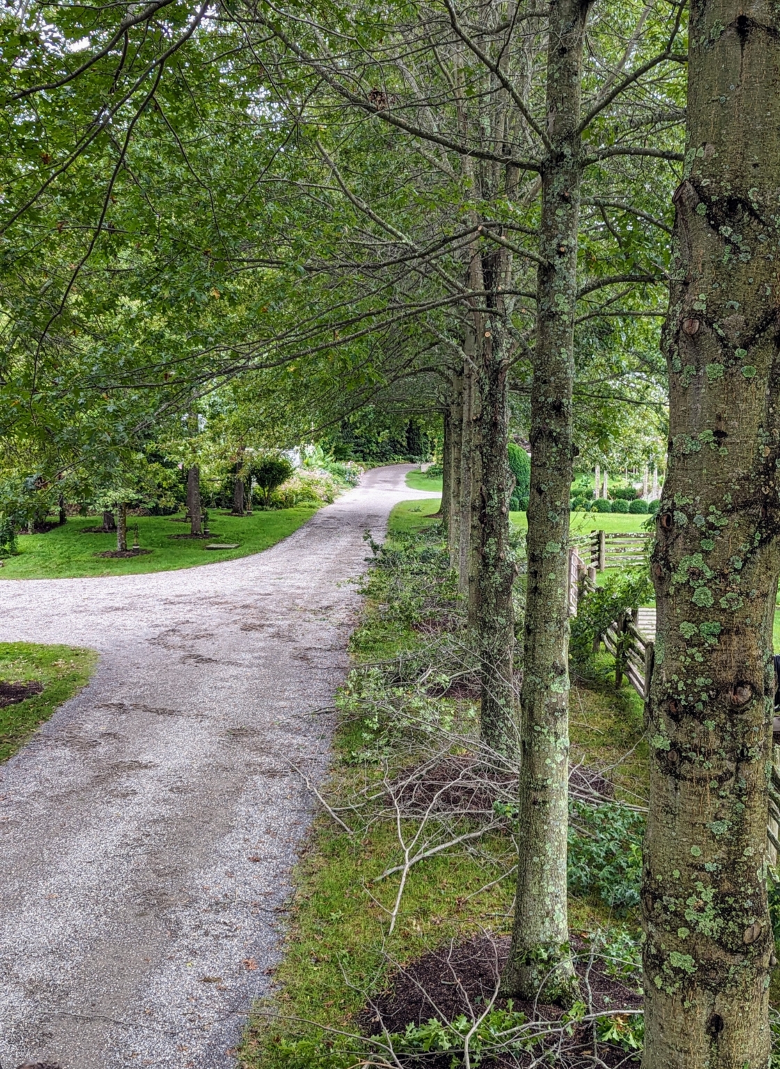 Caring for My Allée of Pin Oaks - The Martha Stewart Blog