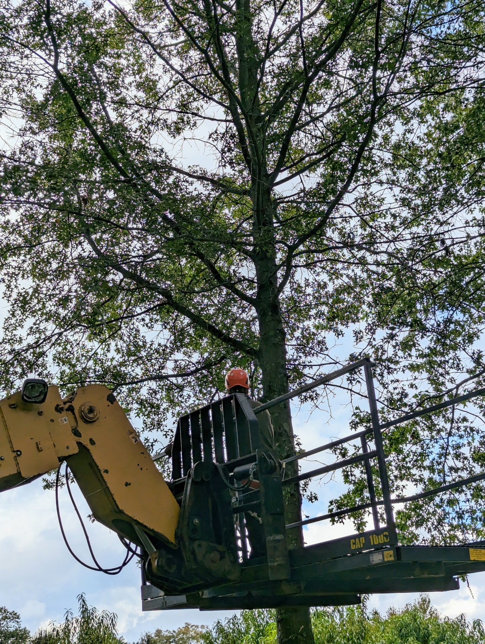 Caring for My Allée of Pin Oaks - The Martha Stewart Blog