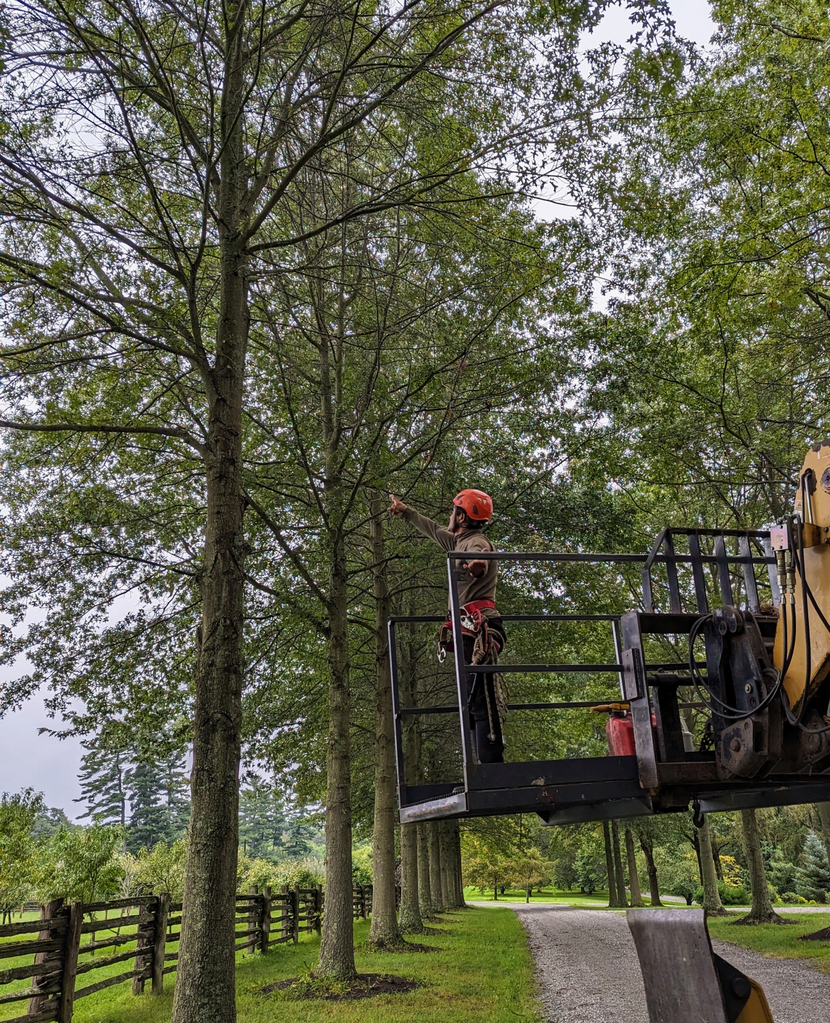 Caring for My Allée of Pin Oaks - The Martha Stewart Blog