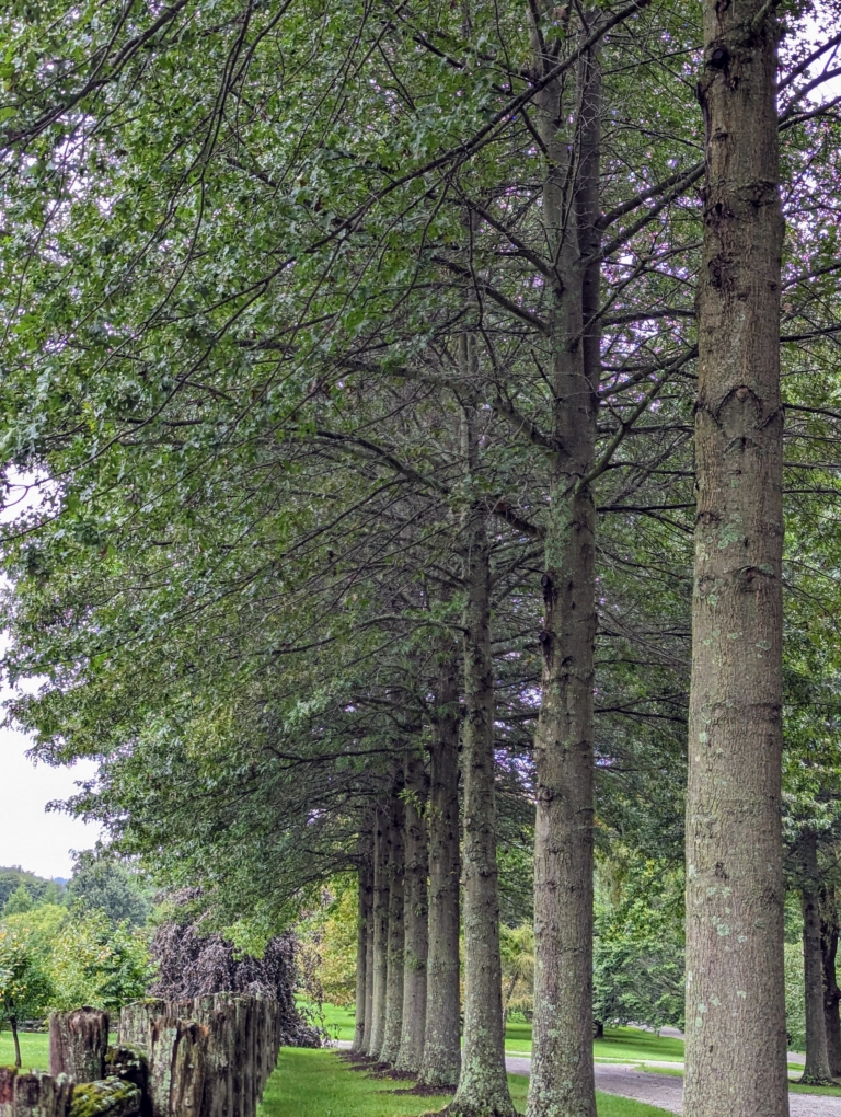 Caring for My Allée of Pin Oaks - The Martha Stewart Blog