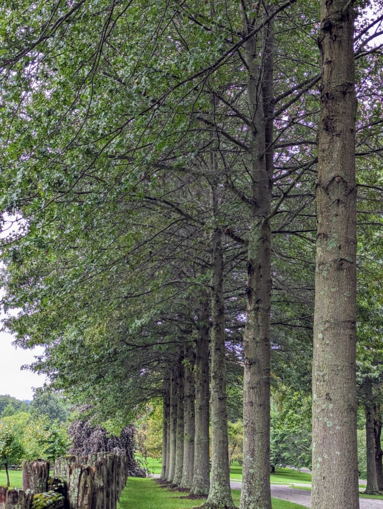 Caring for My Allée of Pin Oaks - The Martha Stewart Blog