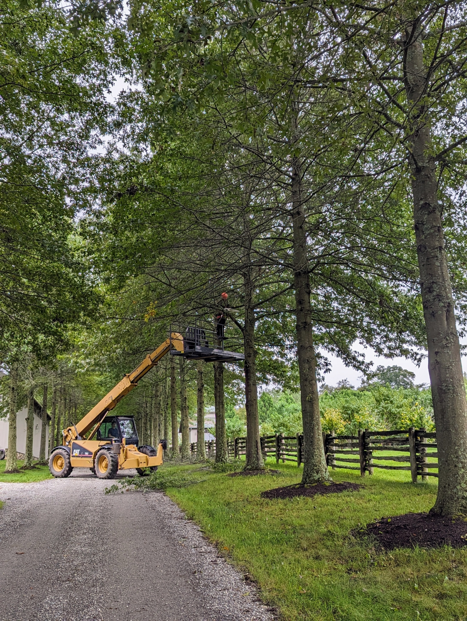 Caring for My Allée of Pin Oaks - The Martha Stewart Blog
