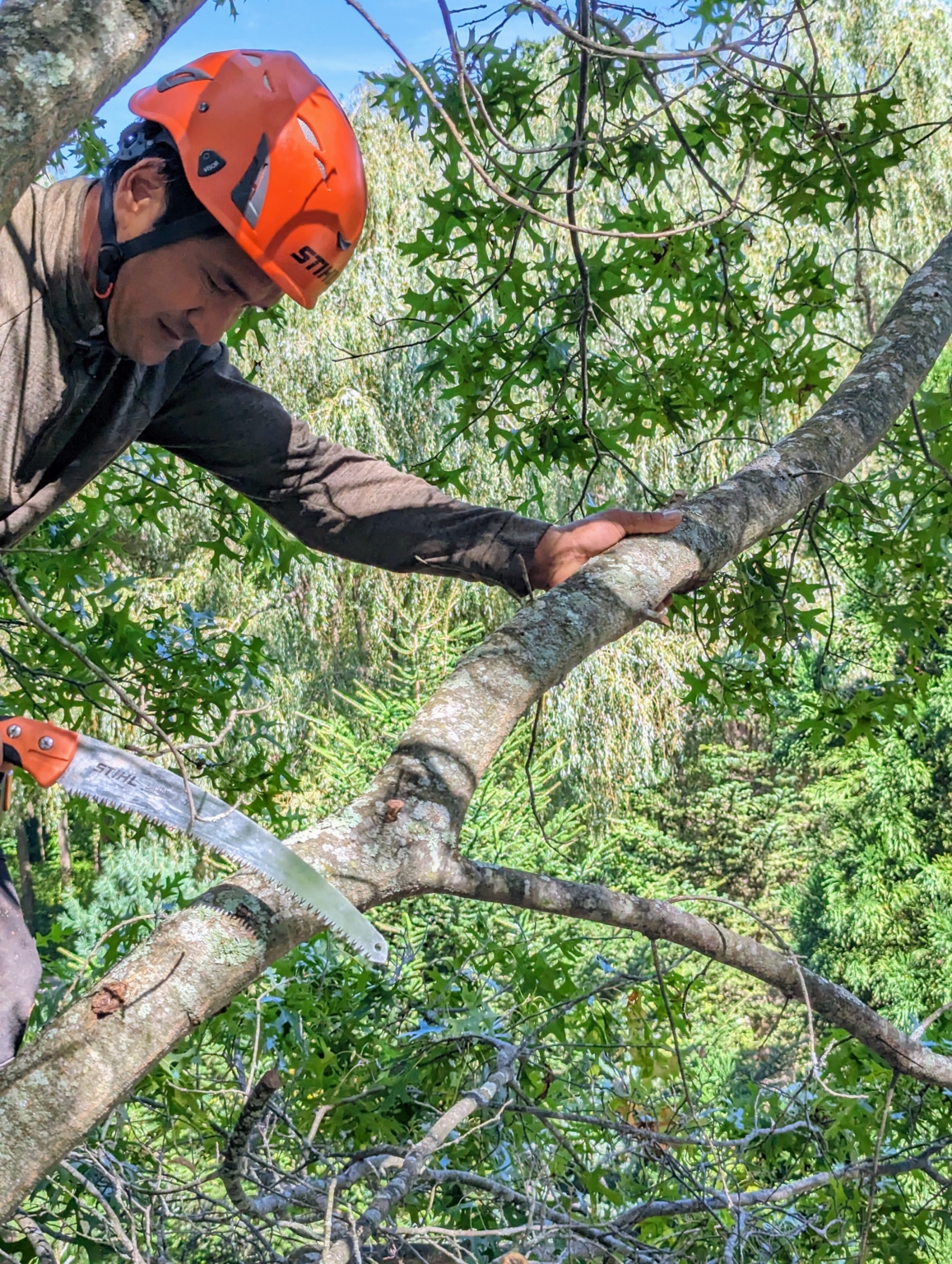 Caring for My Allée of Pin Oaks - The Martha Stewart Blog