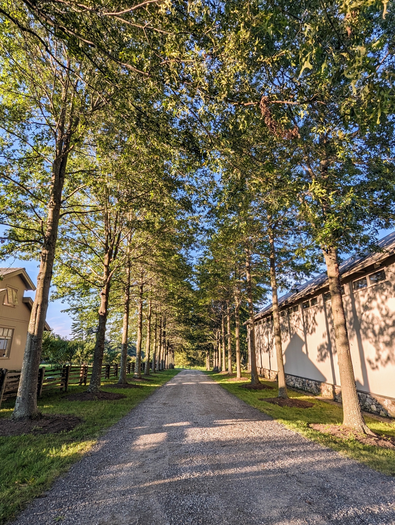 Caring for My Allée of Pin Oaks - The Martha Stewart Blog