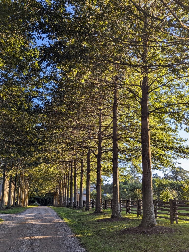 Caring for My Allée of Pin Oaks - The Martha Stewart Blog