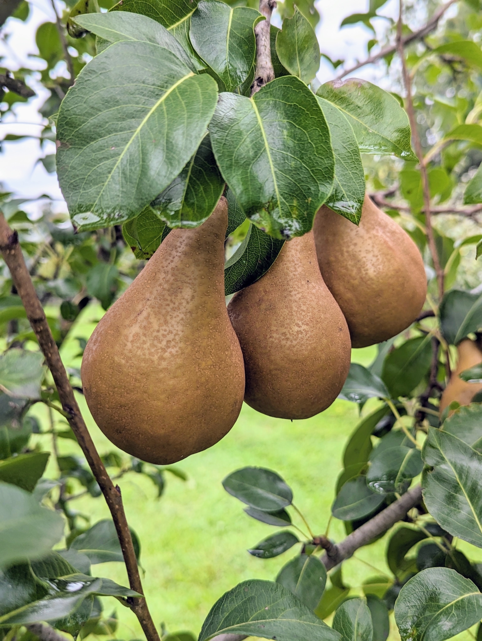 Fruits Growing at My Farm - The Martha Stewart Blog