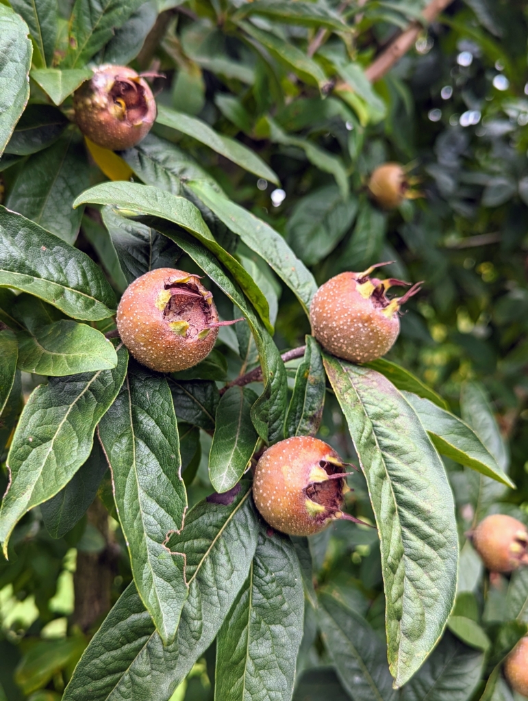 Fruits Growing at My Farm - The Martha Stewart Blog