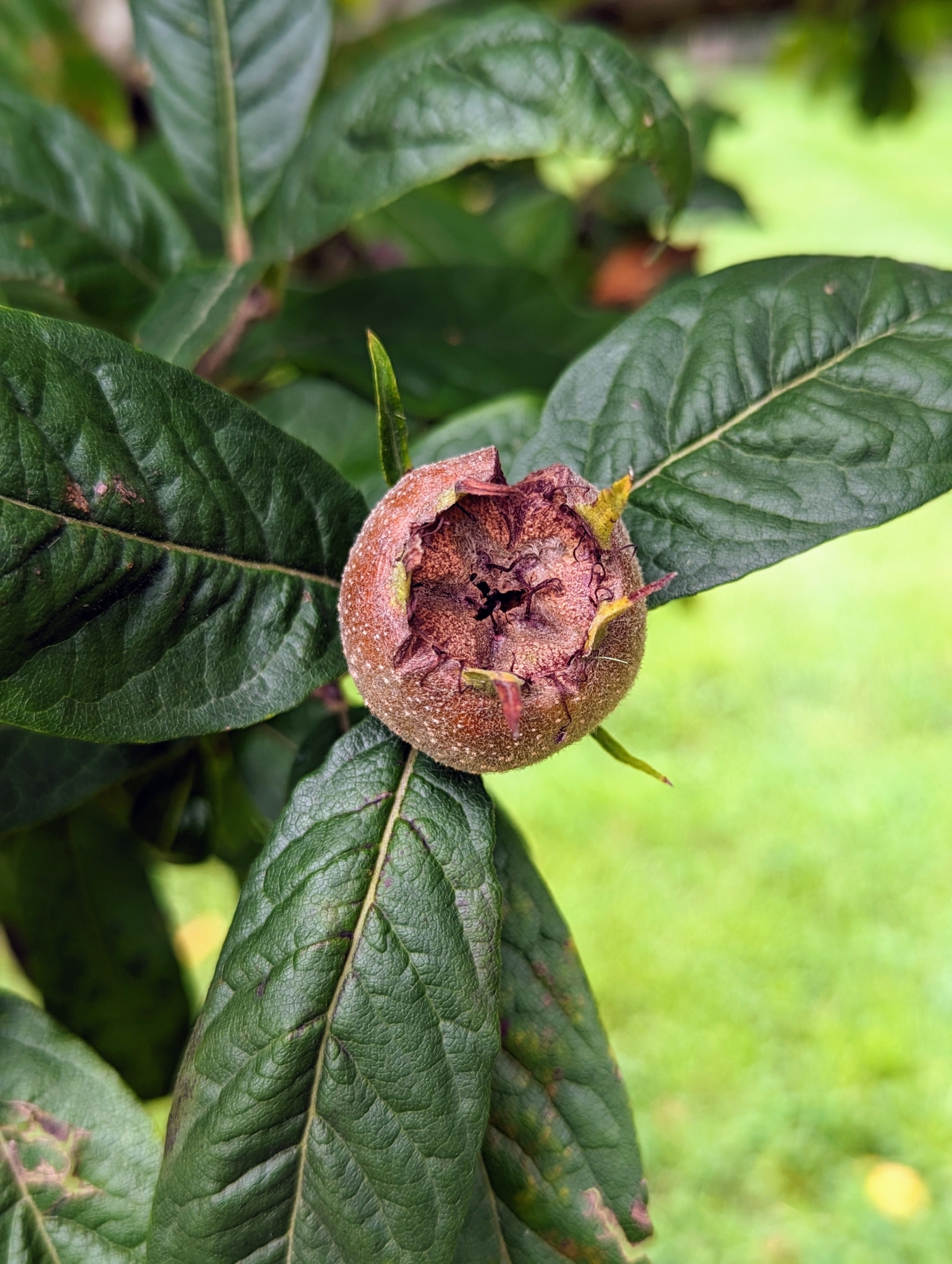 Fruits Growing at My Farm - The Martha Stewart Blog