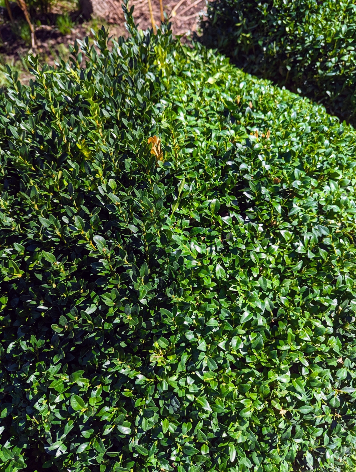 Grooming the Pergola Boxwood - The Martha Stewart Blog