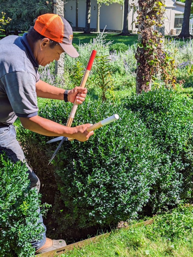Grooming the Pergola Boxwood - The Martha Stewart Blog