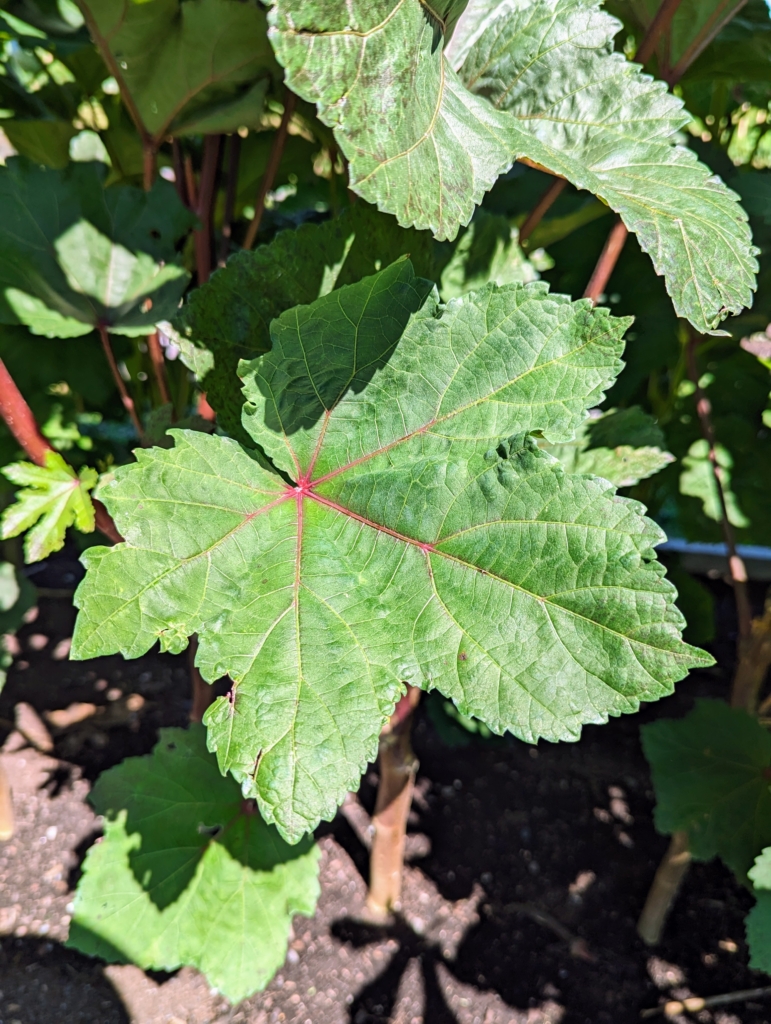 All About Okra - The Martha Stewart Blog