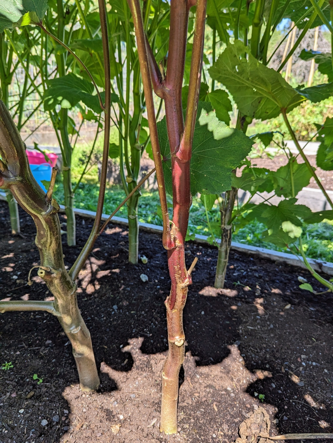 All About Okra - The Martha Stewart Blog