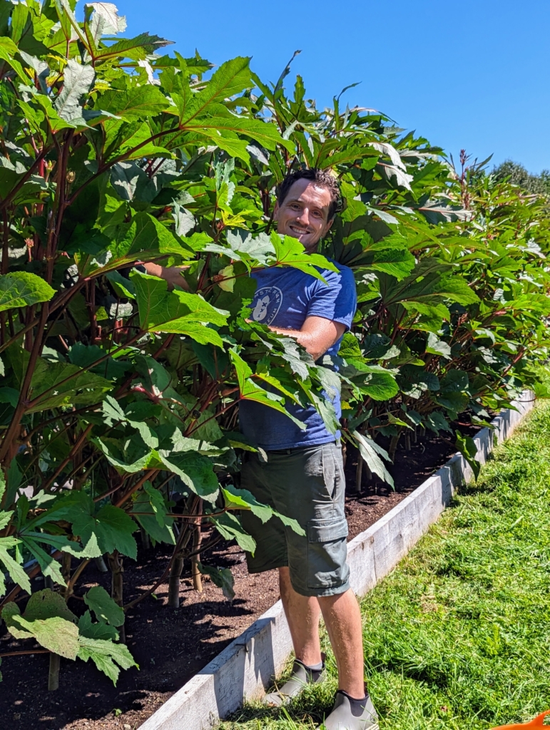 All About Okra - The Martha Stewart Blog