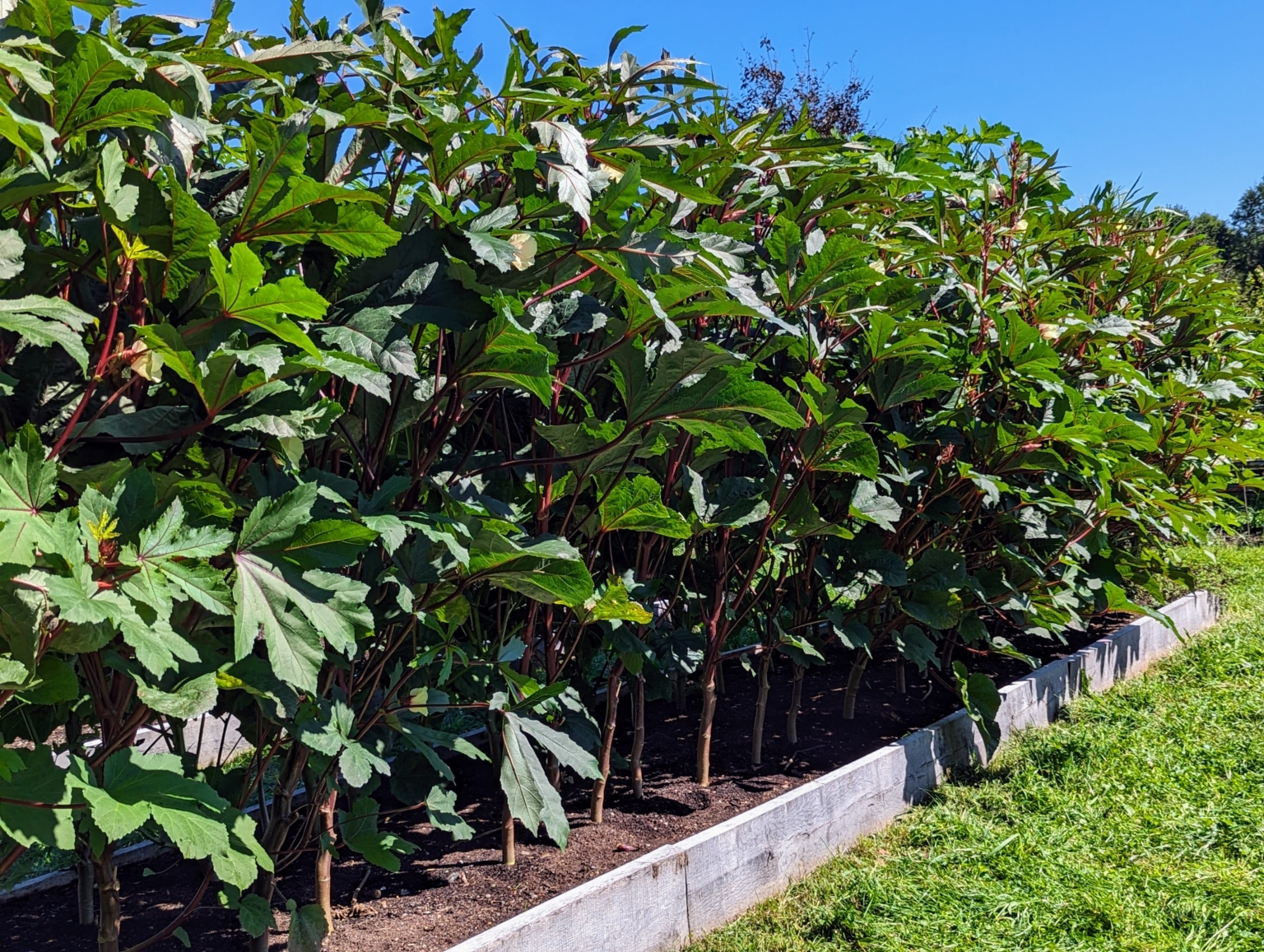 All About Okra - The Martha Stewart Blog