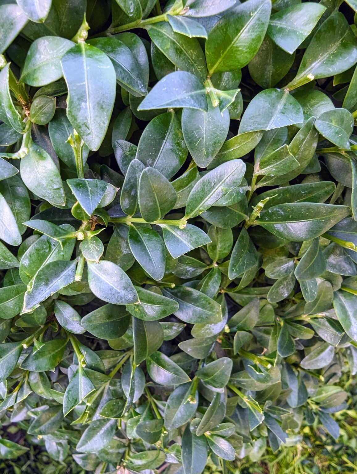 Grooming the Pergola Boxwood - The Martha Stewart Blog