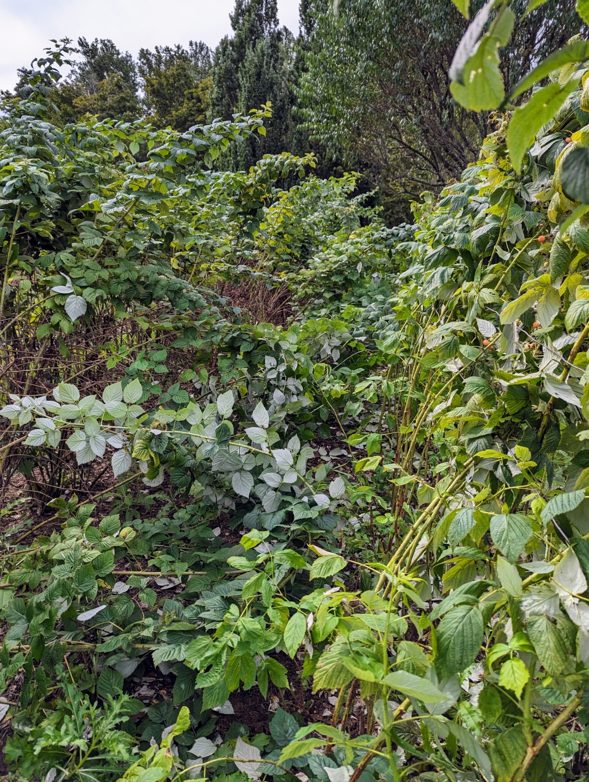 Maintaining the Raspberry Bushes - The Martha Stewart Blog